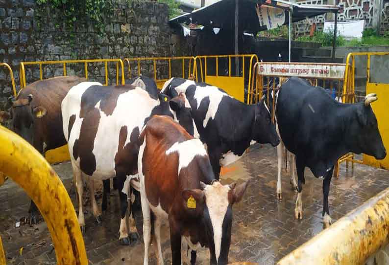 Seizure of cows roaming the road | சாலையில் சுற்றித்திரிந்த மாடுகள் ...