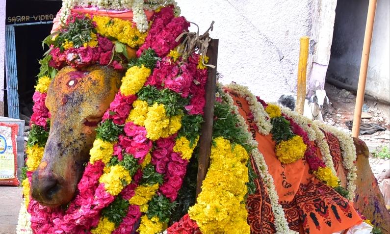 kovil kalai | கோவில் காளைக்கு மரியாதை