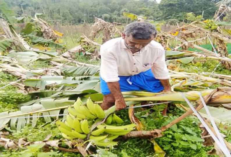 Heavy hurricane near Kudalur rained-400 bananas down; Farmers worried ...