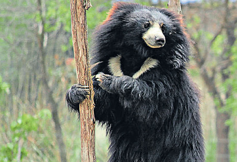 Slow-moving Sloth bear | மெதுவாக நடைபோடும் 'அசையாக்கரடி'