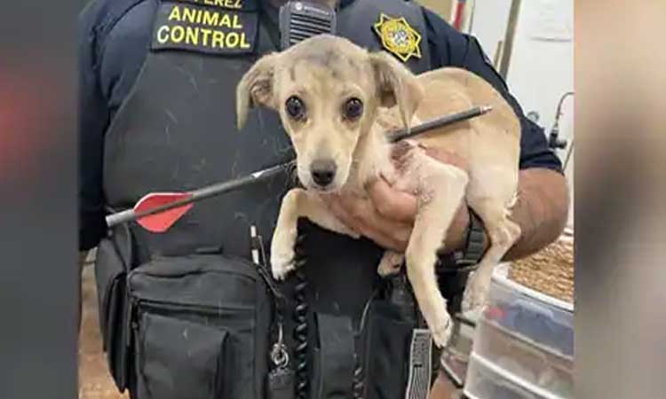 Dog Found With Arrow Through Its Neck, Animal Services Says It Has ...