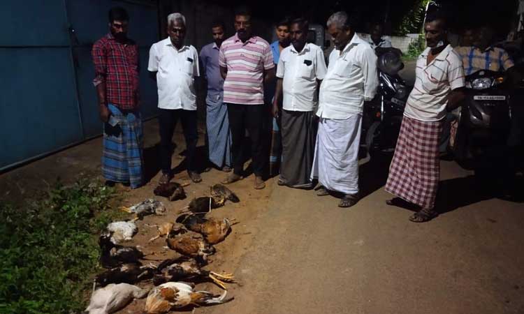 Mysterious bite kills 30 chickens | மேலகிருஷ்ணன்புதூர் அருகே ...