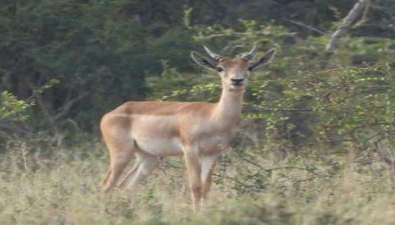 At Vallanadu Sanctuary Arrange an eco-tour to see and enjoy the deer ...