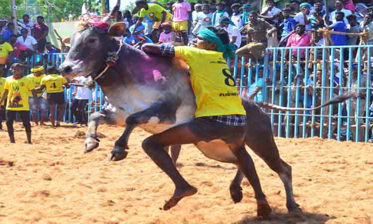 Warriors wrestling with rabid bulls | சீறி பாய்ந்த காளைகளுடன் ...