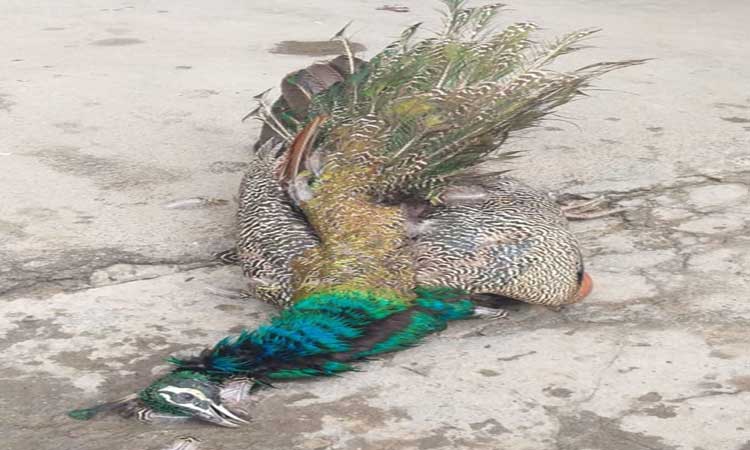 Mysteriously dead peacock | மர்மமான முறையில் இறந்து கிடந்த மயில்