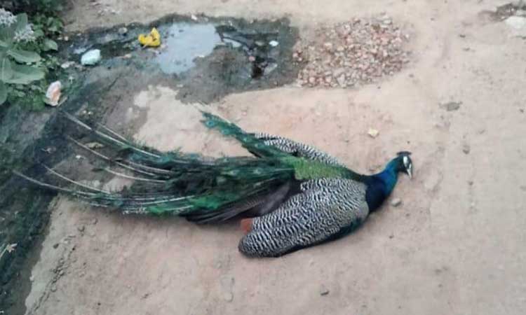 Mysteriously dead peacock | மர்மமான முறையில் இறந்து கிடந்த மயில்