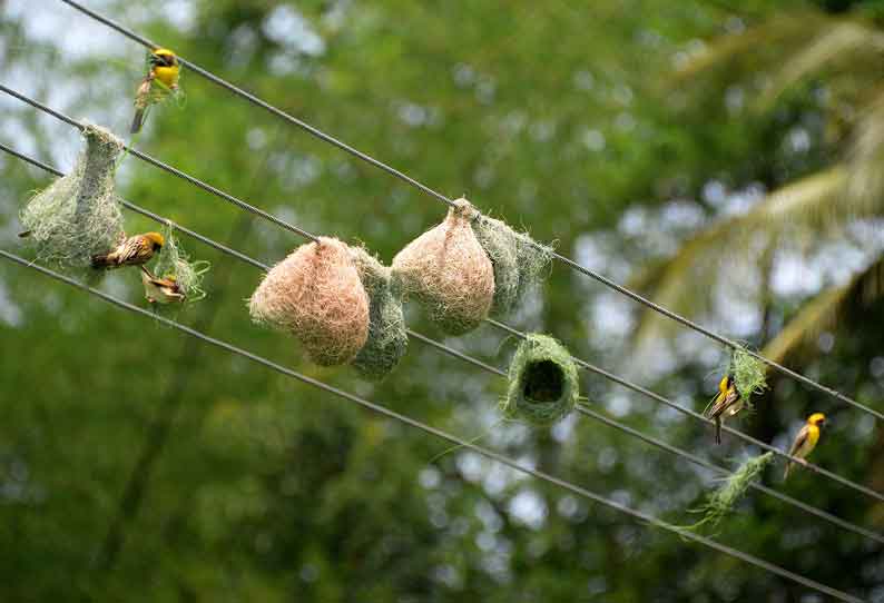 Set houses built of tireless labor | அயராத உழைப்பில் உருவான தொகுப்பு ...