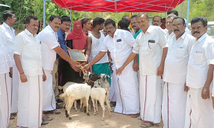 Ceremony to provide free goats | விலையில்லா வெள்ளாடுகள் வழங்கும் விழா
