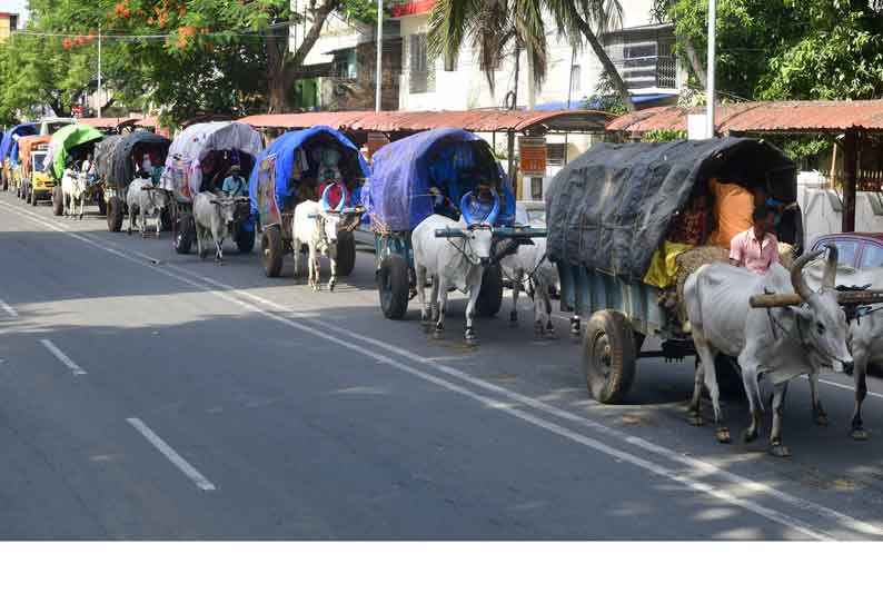 Bathing devotees who came in 33 cow carts and performed darshan | 33 ...