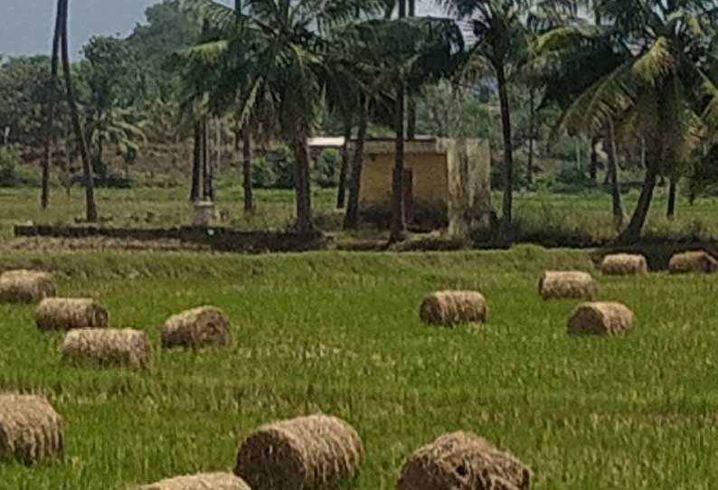 paddy field | விற்பனைக்கு தயாரான வைக்கோல் போர்