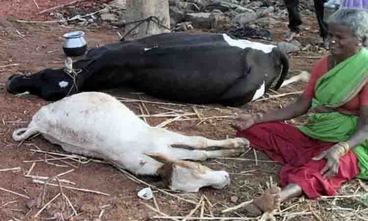 Cow-calf death by lightning | மின்னல் தாக்கி பசு-கன்று சாவு
