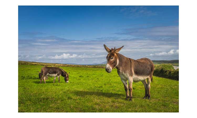 Graduate teenager running a donkey farm | கழுதை பண்ணை நடத்தி வரும் ...