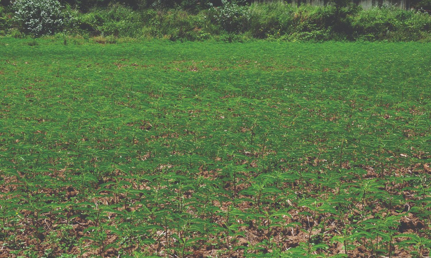 fertile increse the soil culivation kolunchi plant | நெல் வயலில் ...