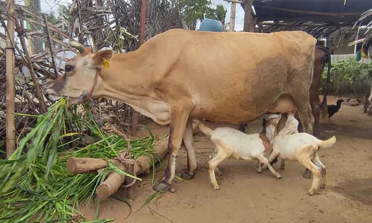 Hungry lambs in the lap of the miracle cow near Coimbatore | கோவை அருகே ...