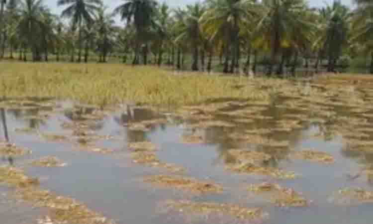 Many acres of paddy fields ready for harvest were submerged and damaged ...