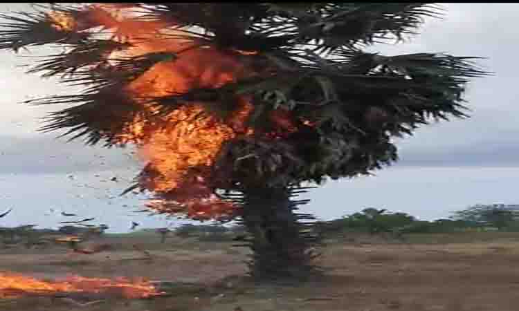 The palm tree caught fire when struck by lightning | மின்னல் ...
