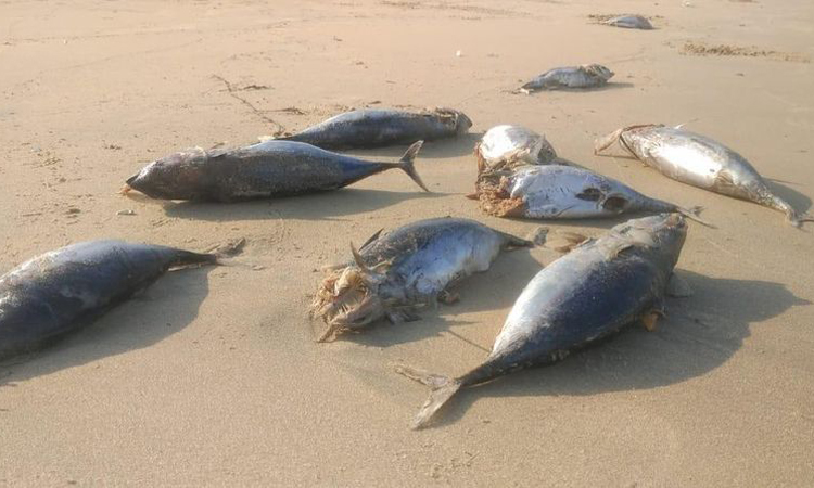 Stinking fish dying | செத்து கரை ஒதுங்கும் மீன்களால் துர்நாற்றம்