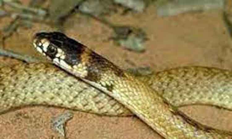 Snake Entered into Advocate House | வக்கீல் வீ்ட்டுக்குள் புகுந்த பாம்பு