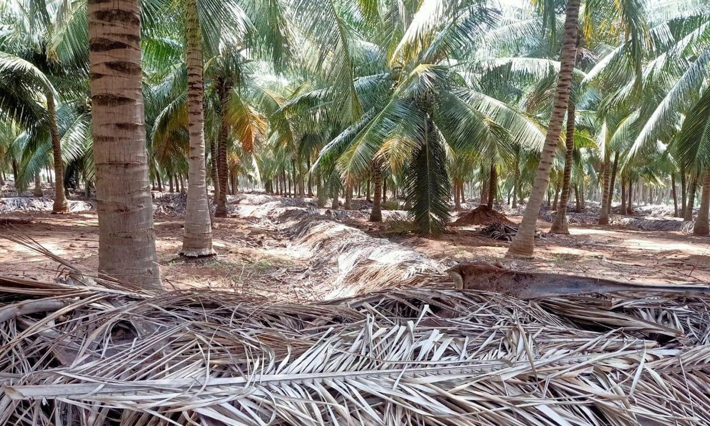coconet tree muudaukku | தென்னை மரங்களுக்கு மூடாக்கு போடும் விவசாயிகள்