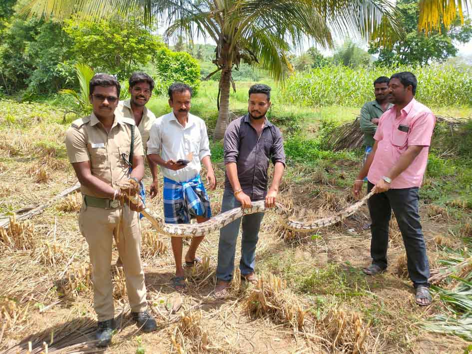 The 10-foot-long python was caught in the rescue | 10 அடி நீள ...