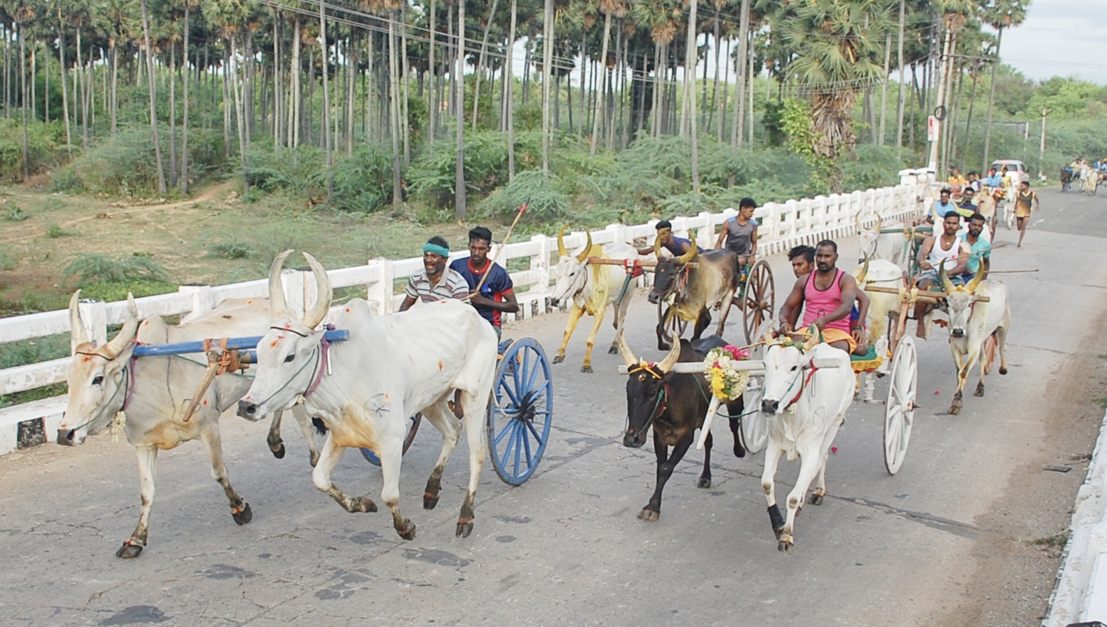 Cow cart racing | மாட்டு வண்டி பந்தயம்