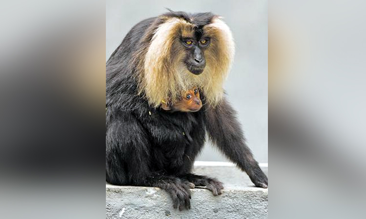 Singawal monkey cub gives birth at Vandalur zoo - Sambar deer, wild ...