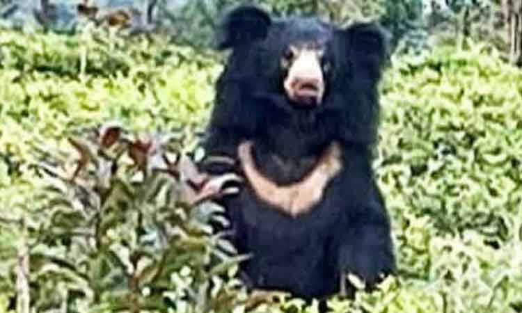 Elderly man injured by bear attack | கரடி தாக்கி முதியவர் படுகாயம்