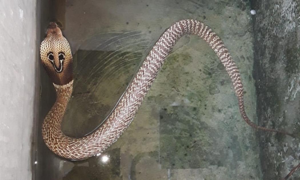 snake | வீட்டின் தண்ணீர் தொட்டியில் கிடந்த 6 அடி நீள நல்ல பாம்பு