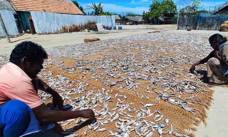 The embryo trade is booming in the Yerwadi area | களைகட்டி வரும் ...