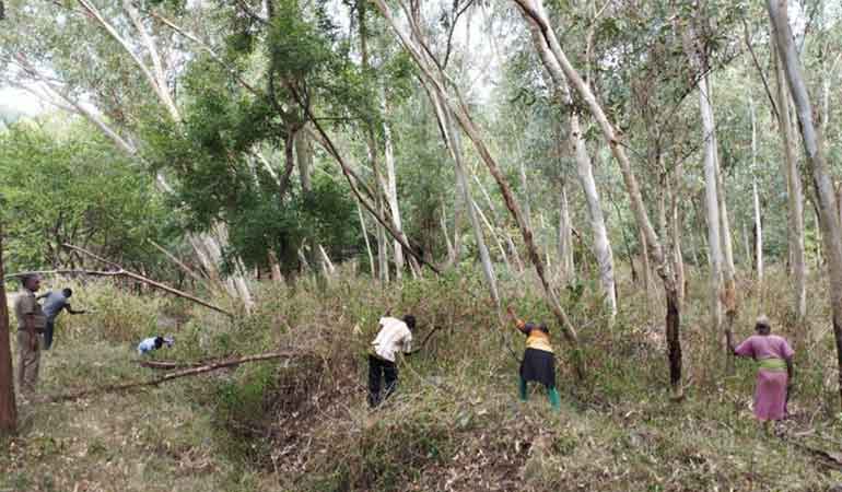 Weeding in forest areas | வனப்பகுதியில் களை செடிகளை அகற்றும் பணி