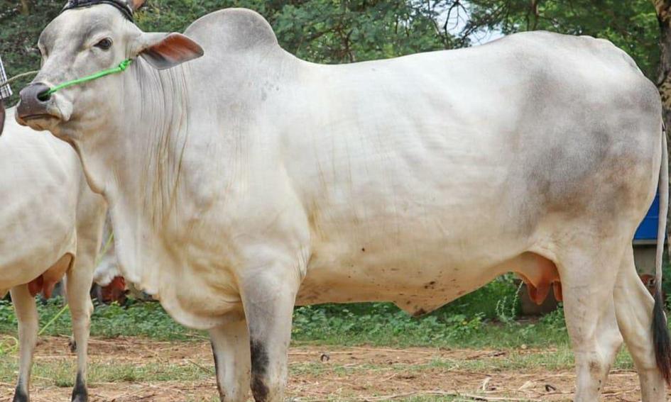 muthur cow sales | ரூ.20 லட்சத்துக்கு காங்கயம் இனமாடுகள் விற்பனை