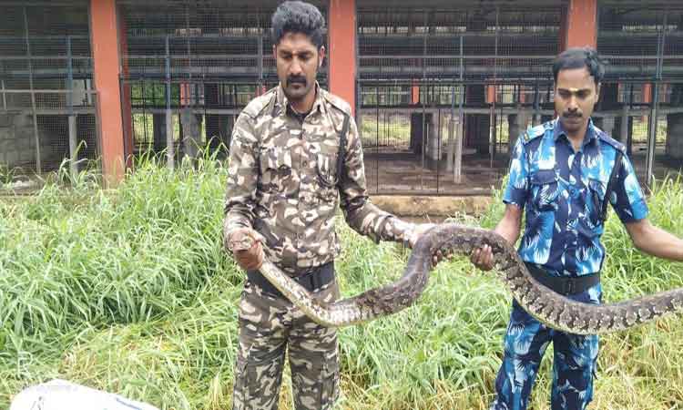 A 13-feet long python was caught in Thorapalli, Cuddalore | கூடலூர் ...