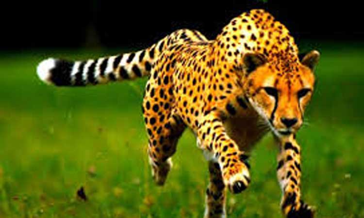 Will the leopard walk in Villupuram? | விழுப்புரத்தில் சிறுத்தைப்புலி ...
