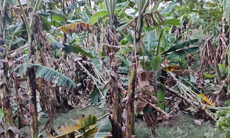 The banana trees fell down | வாழை மரங்கள் சாய்ந்து விழுந்தன