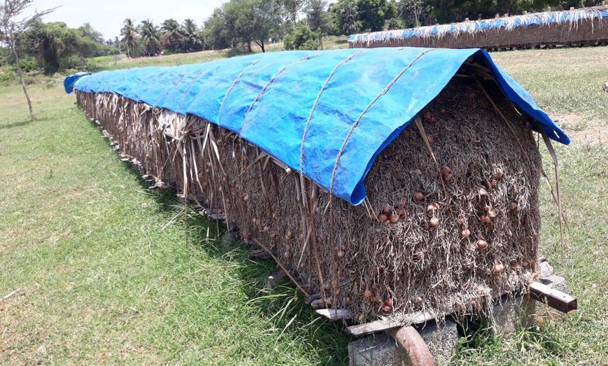 sumall oniyan | சின்ன வெங்காயம் விலை வீழ்ச்சி