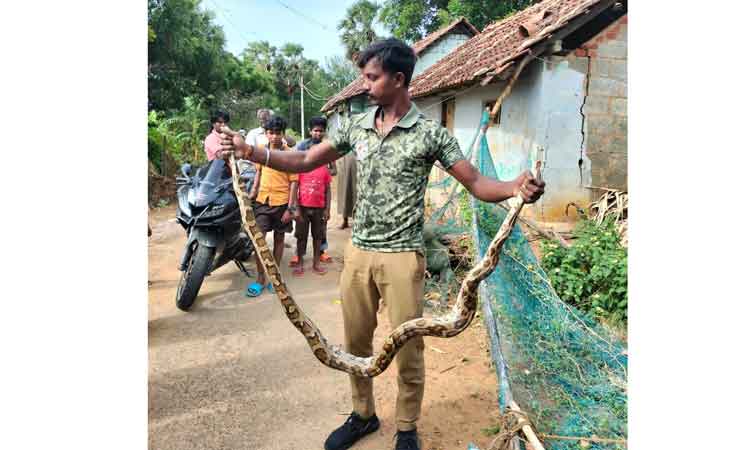 Python caught in fish net | மீன் வலையில் மலைப்பாம்பு சிக்கியது