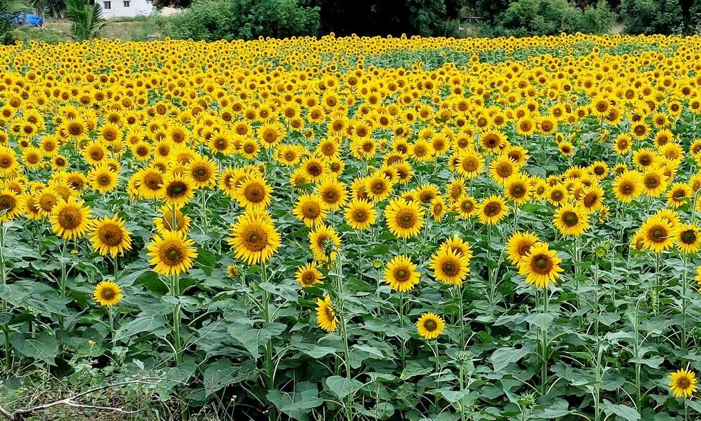 Sun Flowers | காண்போரை கவர்ந்திழுக்கும் வகையில் பூத்துக்குலுங்கும் ...