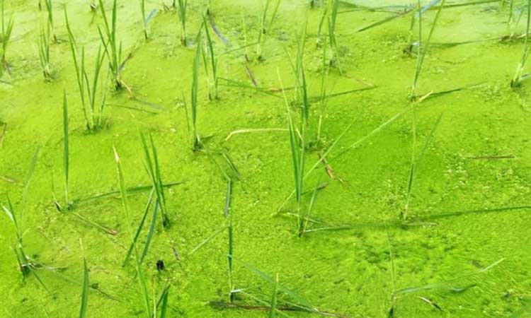 Methods of controlling the growth of algae in paddy fields | நெல் ...