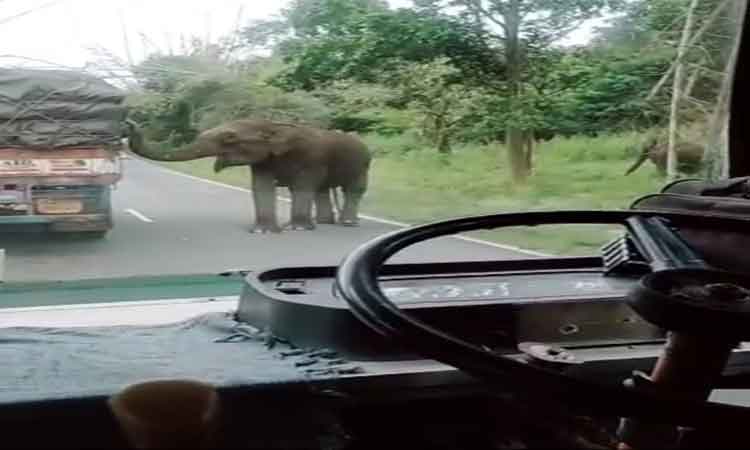 Traffic was affected by an elephant blocking vehicles near Asanoor ...