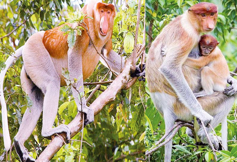 Proboscis | நீண்ட மூக்கு குரங்கு