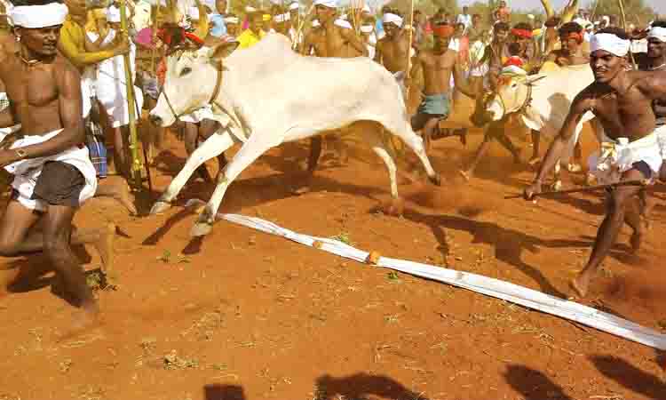 Cow jumping event | மாடுகள் மாலை தாண்டும் நிகழ்ச்சி