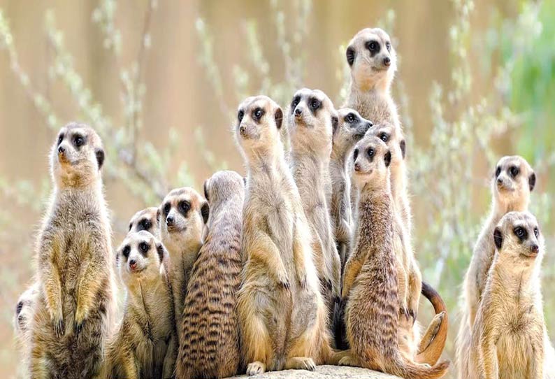 Meerkat | விசில் அடிக்கும் 'பாலைவனக் கீரி'!