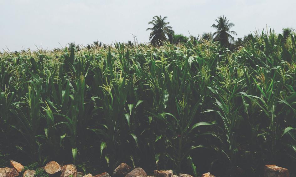 cornflowar | மக்காச்சோளத்தில் படைப்புழுக்களை கட்டுப்படுத்துவது எப்படி?