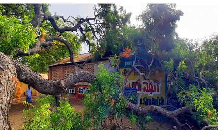 Cyclone wind in Rameswaram area - Tree fell on Anganwadi building ...