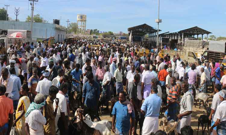 Goats are being sold in the Melapalayam market | மேலப்பாளையம் சந்தையில் ...