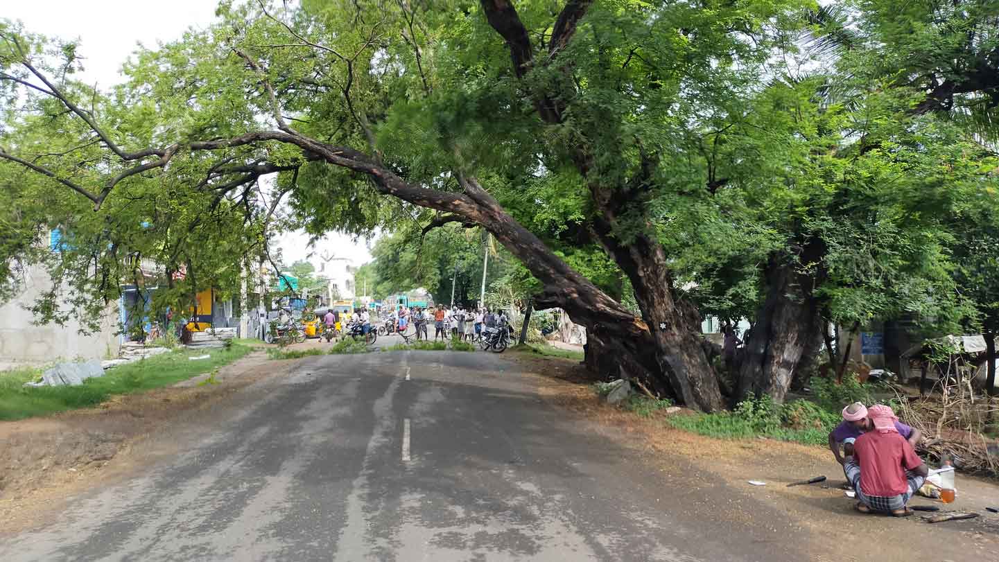 Tamarind tree uprooted on Arani-Vellore road | ஆரணி-வேலூர் சாலையில் ...