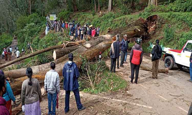 Traffic affected due to giant tree falling | ராட்சத மரம் விழுந்ததால் ...