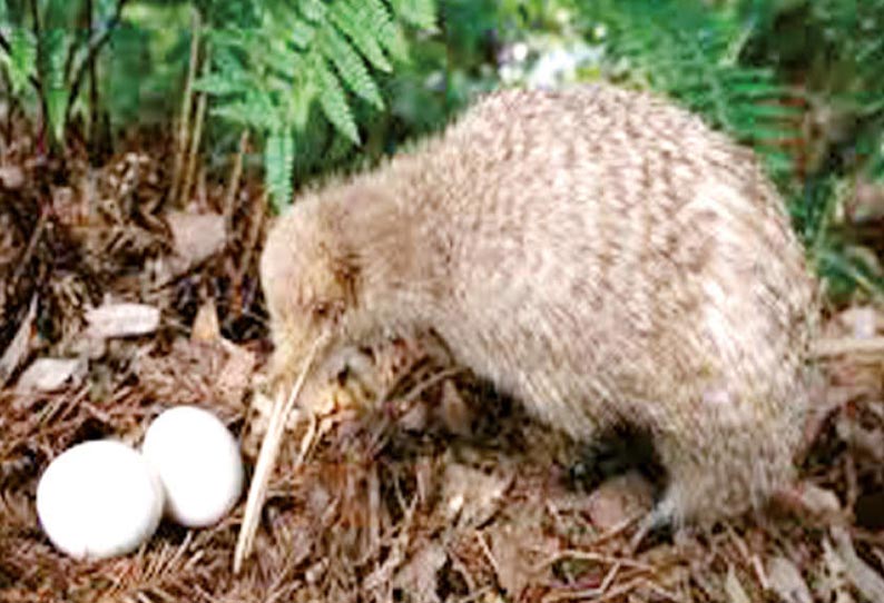 bird with no wings - Kiwi | இறக்கை இல்லாத பறவை 'கிவி'