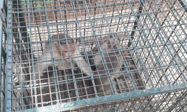 The rampaging monkeys were caught | அட்டகாசம் செய்த குரங்குகள் பிடிபட்டன