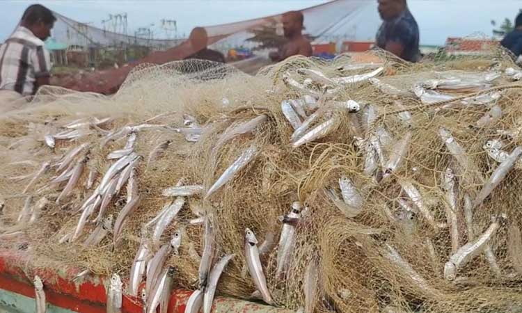 The beginning of the anchovy fish season in Colachel | குளச்சலில் ...